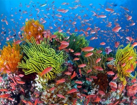 سمك،اسماك،مأكولات بحرية،بحر Archives - Tops Arabia